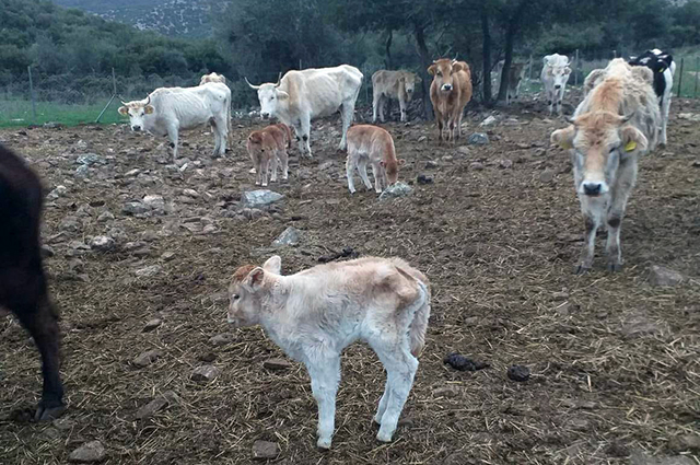 Πουλήθηκαν οι αδέσποτες αγελάδες του Χαλκερού – Καβάλα